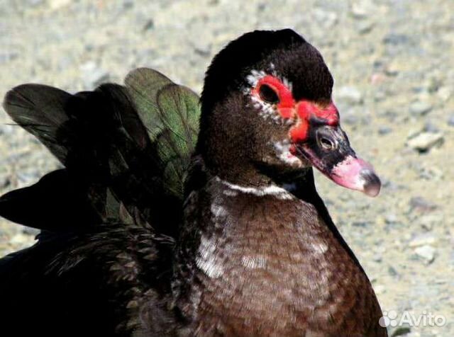 Продаю своих индо утят