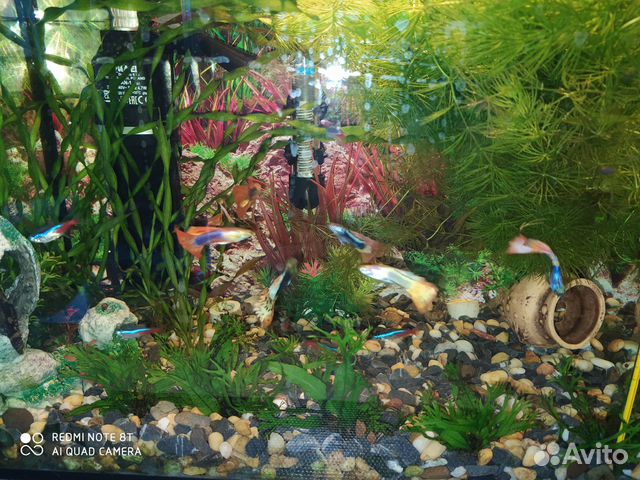 Аквариумные рыбки и растения