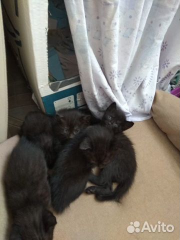 Отдам котят в хорошие руки