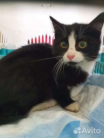 Маленькая Маркиза