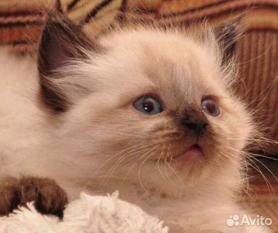 Невская маскарадная