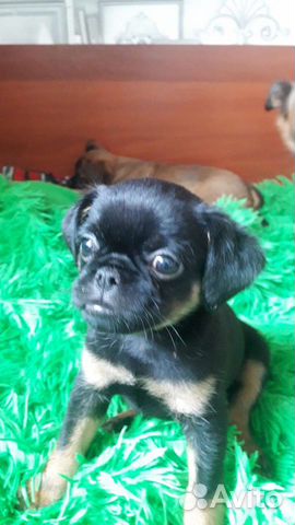 Пти брабансон