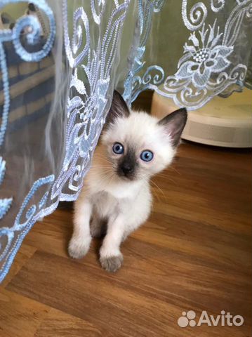 Благородные тайские котята