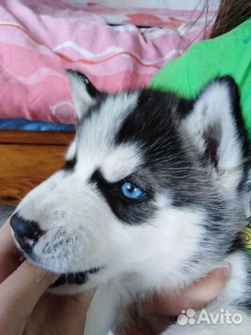 Синеглазый Малыш