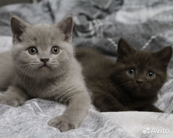 Шотландские котята шоколадного окраса