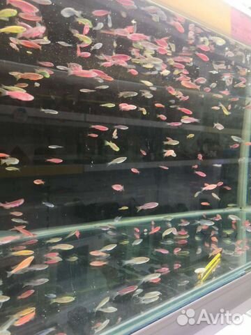 Данио ассорти