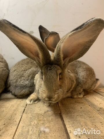 Кролики породы фландр