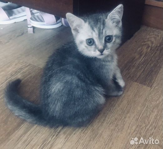 Котёнок (девочка)