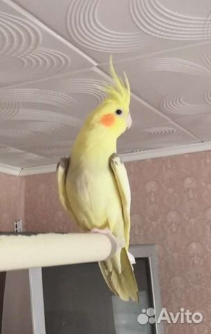 Попугай корелла девочка