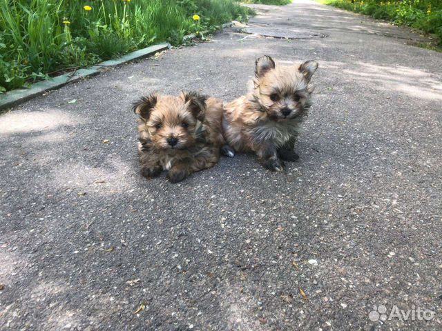 Супер мини малышки