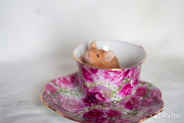 Декоративные мыши