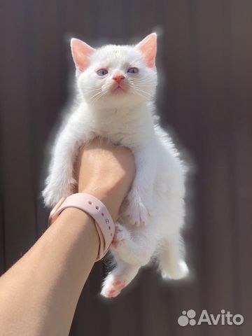 Белый котенок