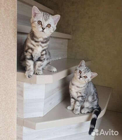 Шотландские котята