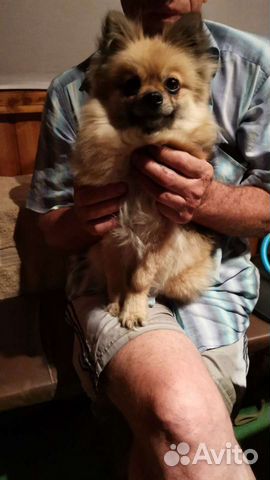 Собака в добрые руки щенок шпиц найден