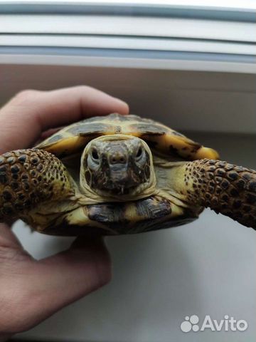 Черепаха сухопутная