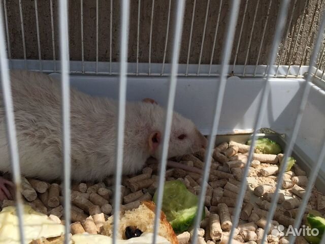 Крыса сфинкс бра