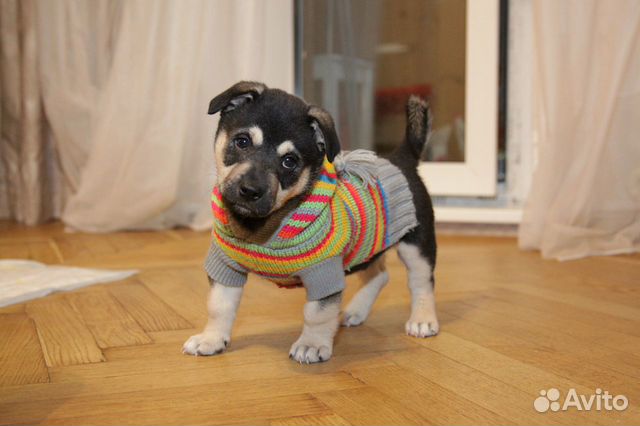 Фунтик щенок