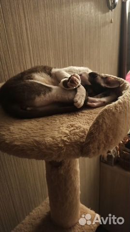 Корниш-рекс бесплатно