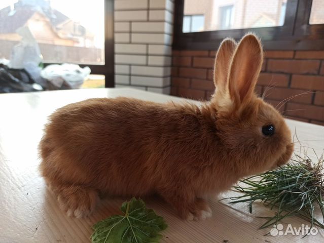 Кролики нзк
