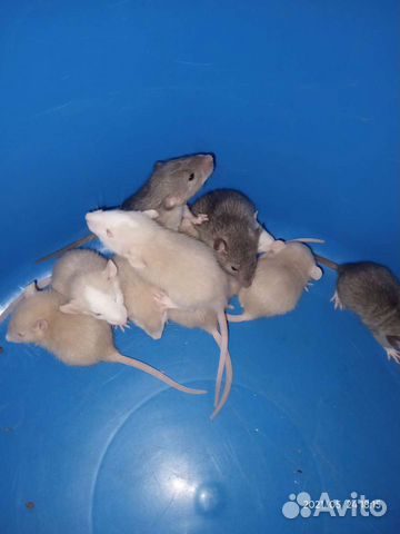 Декоративная крыса