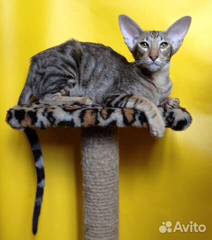 Дульсинея в добрые руки