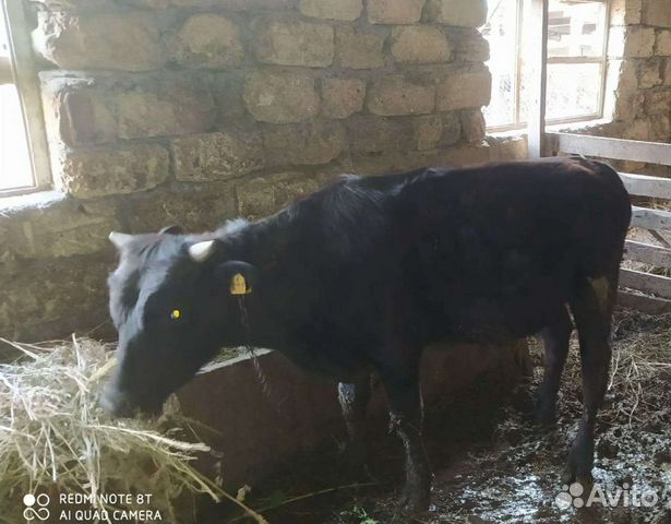 Продажа бычка