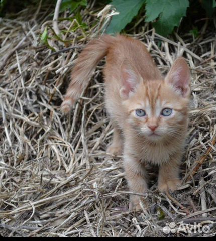 Мальчишка в дар(привезу)