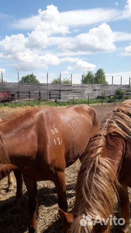 Лошади тяжеловозы