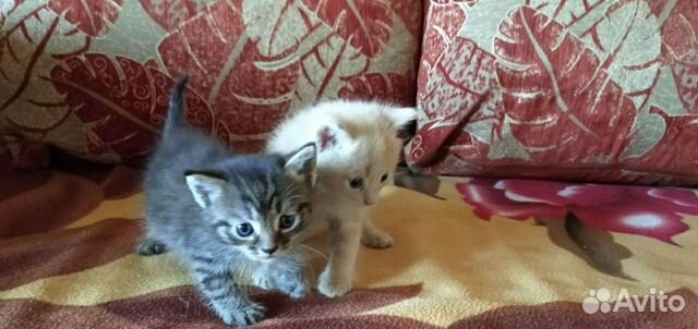 Котята в добрые руки бесплатно