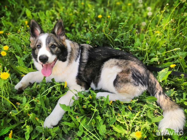 Хорошим людям. Помесь лайки