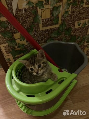 Бенгальские котята продажа