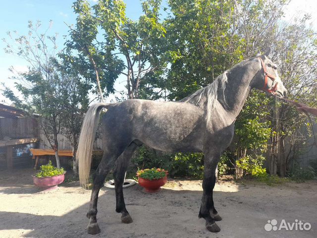 Продам Орловского Жеребца