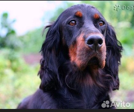 Шотландский сеттер
