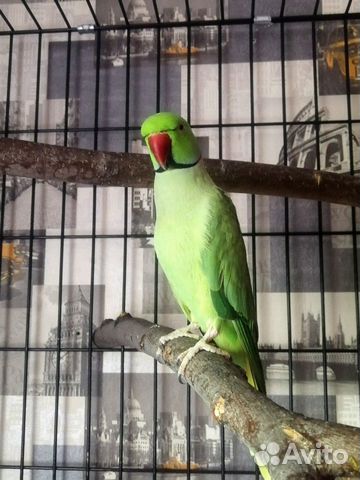 Александрийский ожереловый попугай