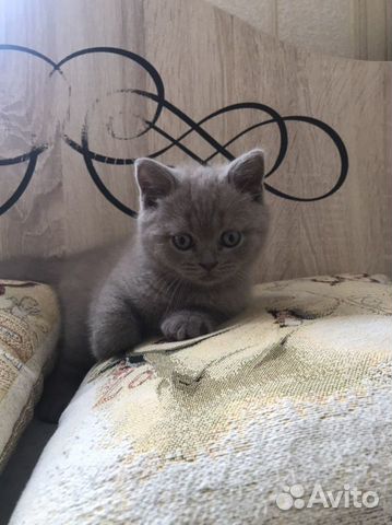 Шотландские котята