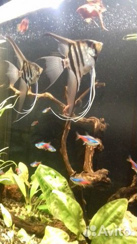 Скалярий, меченосцы, неоны