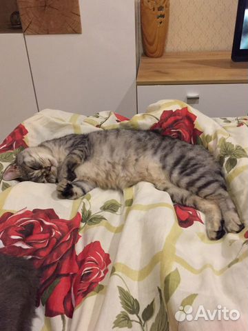 Котик Бусик