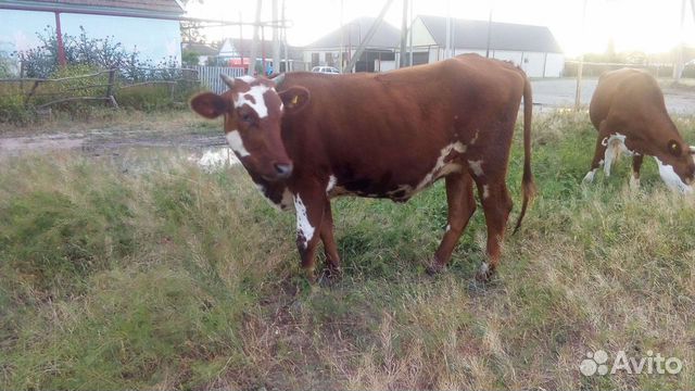 Первотелка и корова