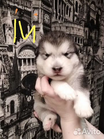 Аляскинский маламут