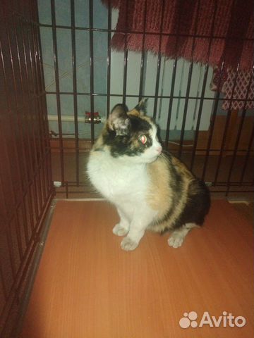 Взрослая кошка