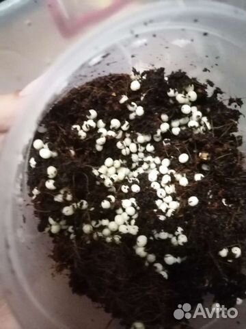 Кладка улитки Ахатины