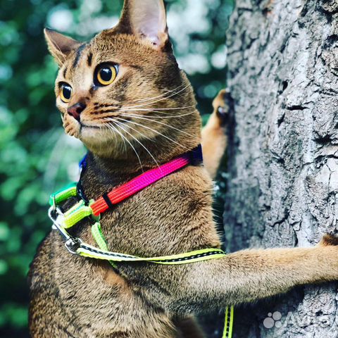 Абиссинский кот на вязку, можно за котёнка