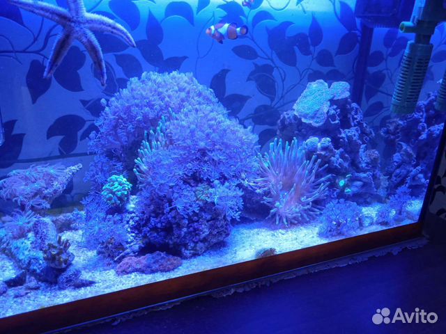 Живой коралл Ксения Пульсирующая