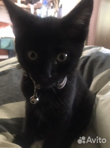 Котенок в добрые руки бесплатно