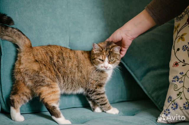 Кошка