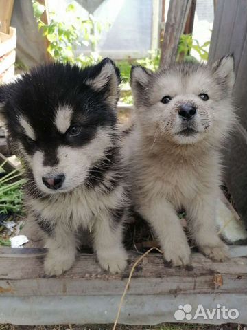Аляскинский маламут щенки