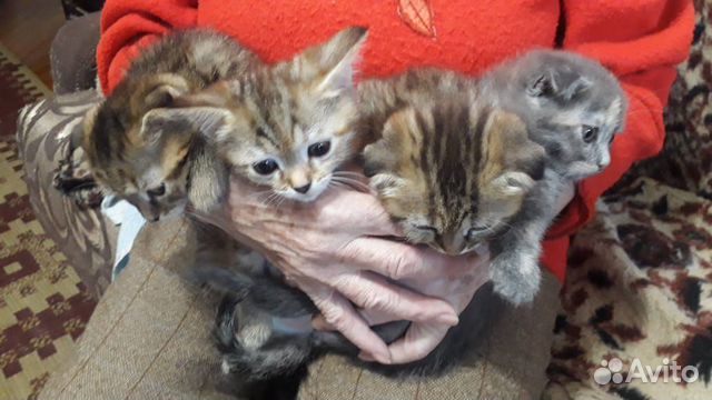 Котята 2.5 месяцев, 3 девочки