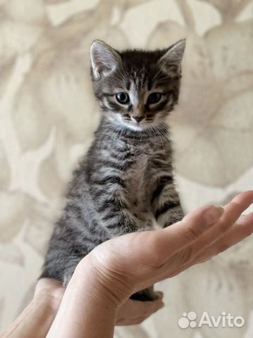 Котенок девочка тигровая 1,5 месяца