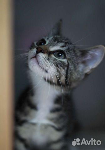 Обаяшка Ромка, котенок-мальчик 2 мес