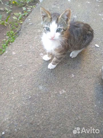 Котеночку нужен дом